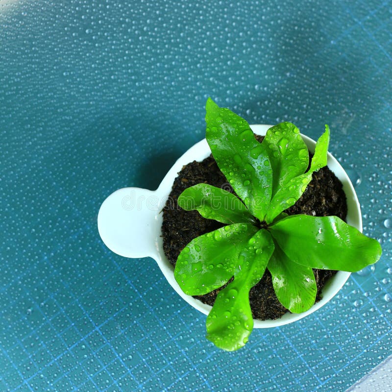 Little Plants in white pot stock photo. Image of little - 84052152