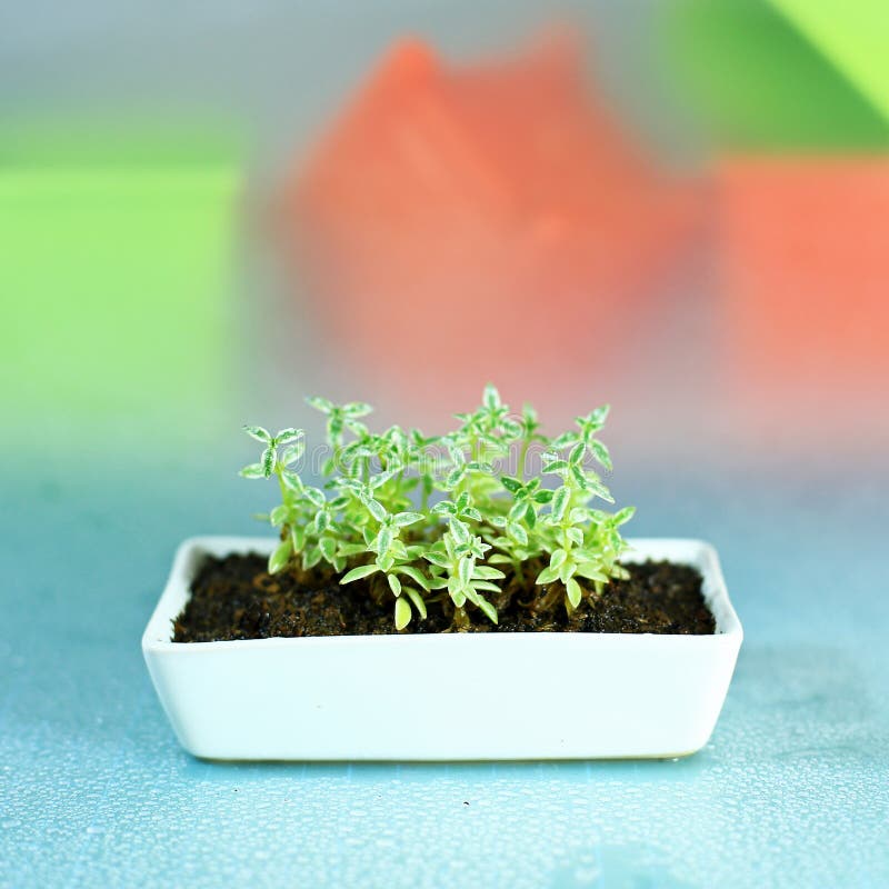 Little Plants in white pot stock photo. Image of fresh - 84059070