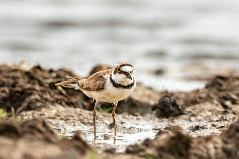 Little Plover in the Wild. Charadrius Dubius Stock Image - Image of ...