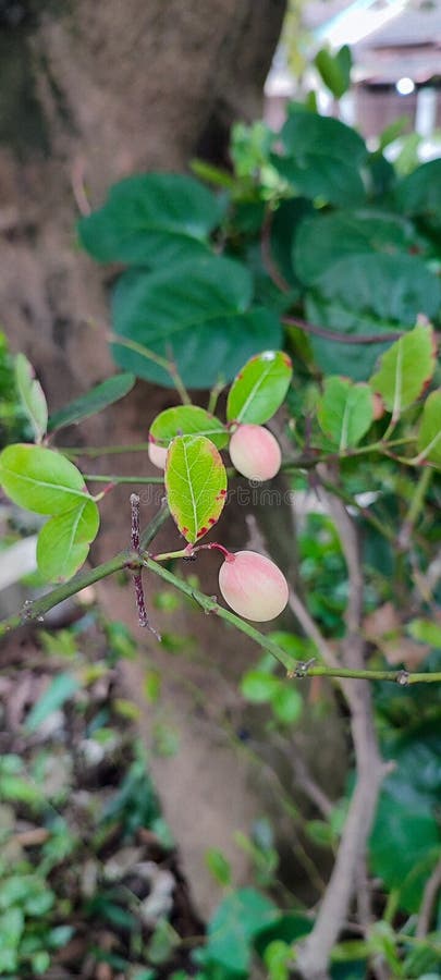 Little Plum Fruits of the Natal Plum Tree. Stock Photo - Image of fruit ...