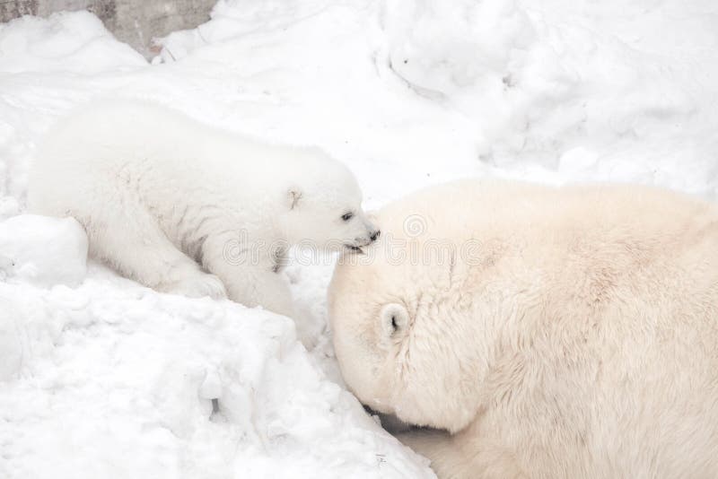 Biting bear stock photo. Image of states, nature, united - 26551688