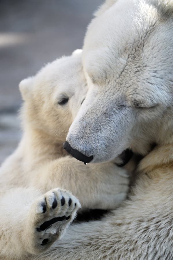 Two Young Polar Bears Playing Stock Photo - Image of bear, happy: 21114662