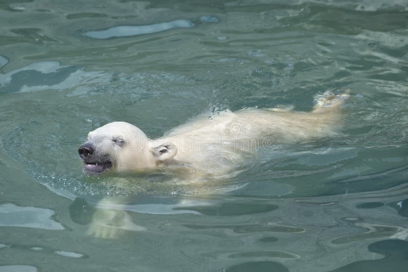 Little polar bear swimming stock image. Image of baby - 14379045