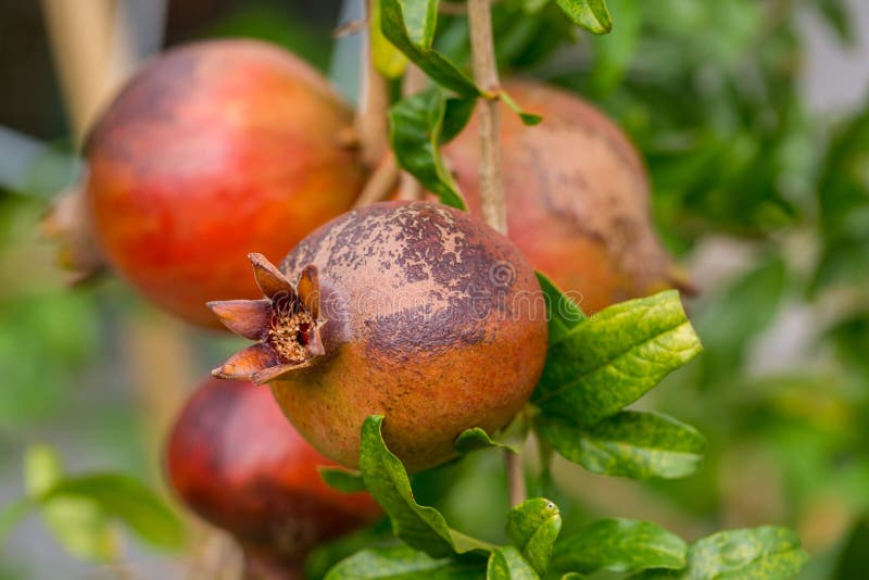 Little Pomegranate on Branch. Small Pomegranate Fruit on a Green Twig ...