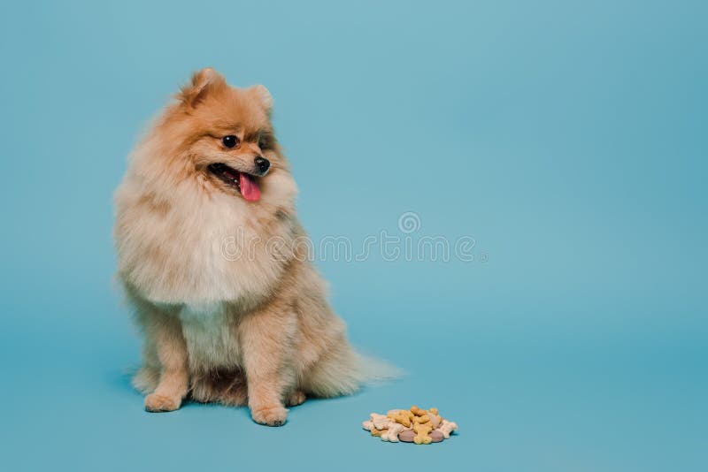 Little Pomeranian Spitz Dog with Tablets on Blue Stock Image - Image of ...