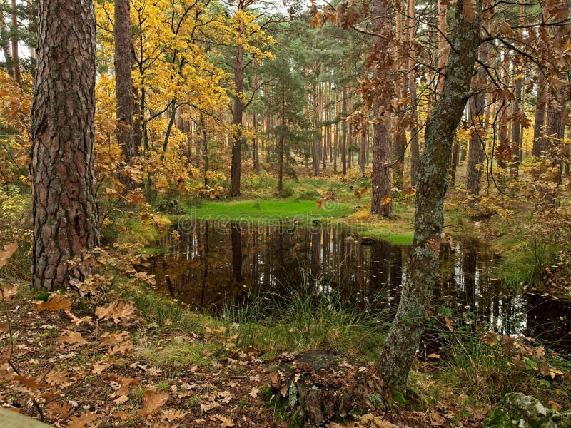 The Little Pond in the Forest Stock Image - Image of water, green ...