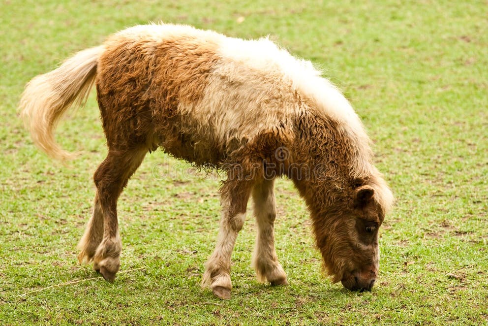 Little pony eat grass stock image. Image of tail, cute - 26972325