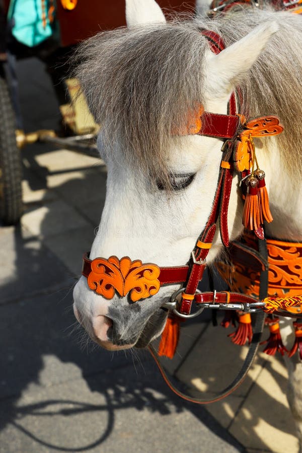 Little Pony with a Forelock Stock Image - Image of mammal, forelock ...
