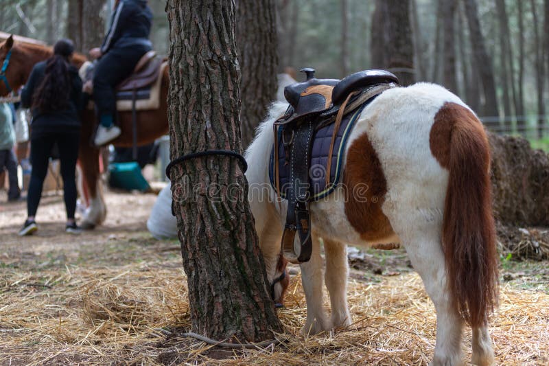 Little Pony Hanged on a Tree in the Forest Stock Photo - Image of brown ...