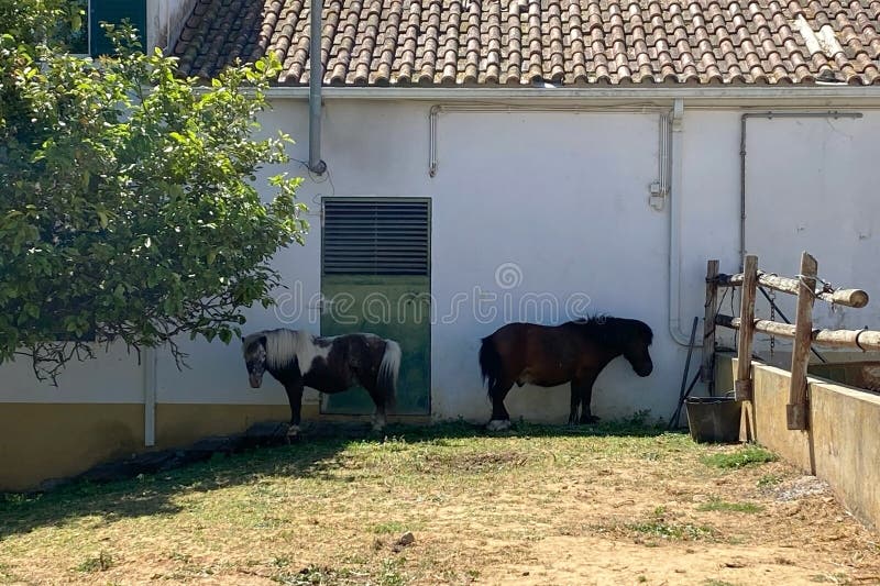 Little pony in a paddock stock photo. Image of farm - 316345256