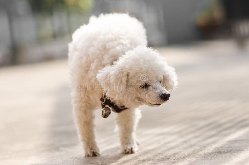 A little poodle dog stock photo. Image of standing, miniature - 27631856