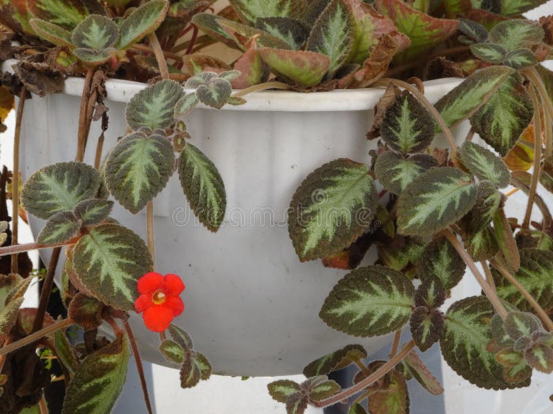 The little pot with tree stock photo. Image of wildflower - 246136604