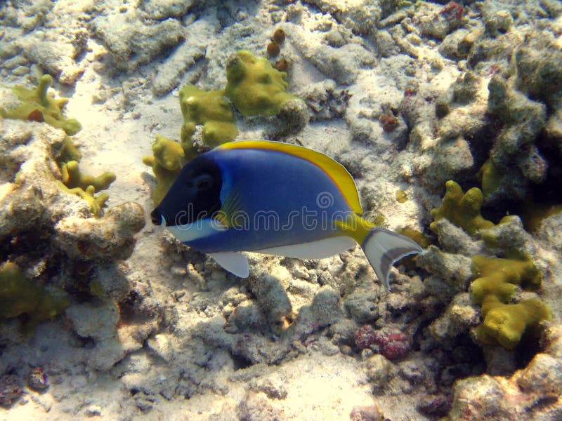 Powder blue tang stock photo. Image of paradise, coral - 22384944