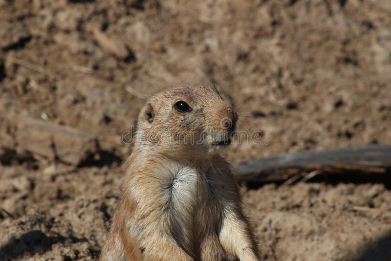 Little Prairie dog stock image. Image of baby, sandn - 117199761