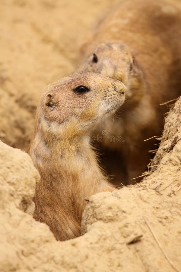 Little Prairie Dog Looking Out of Its Burrow Stock Photo - Image of ...