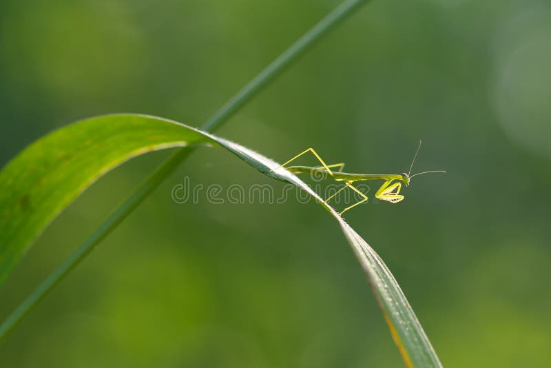 Little praying mantis stock image. Image of insect, microcosmos - 5504423