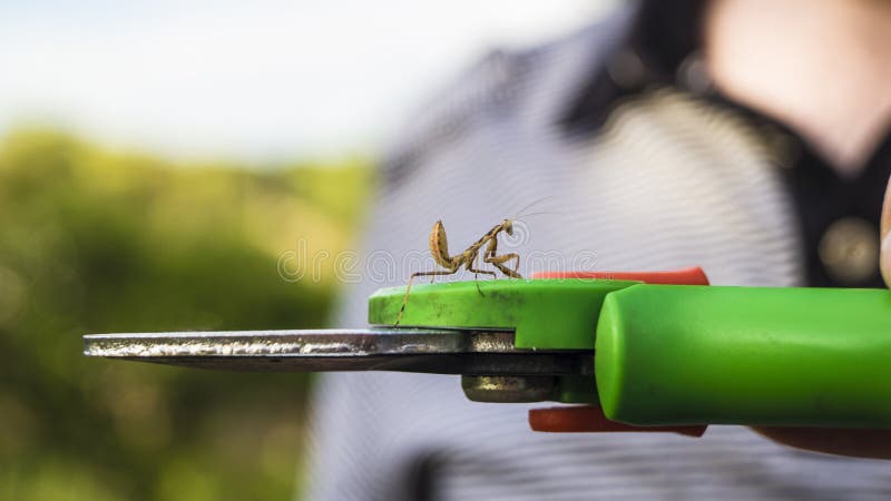 Little Praying Mantis stock image. Image of garden, insect - 193364565