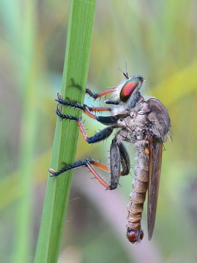 Little Predator stock photo. Image of jpeg, life, plant - 80714166