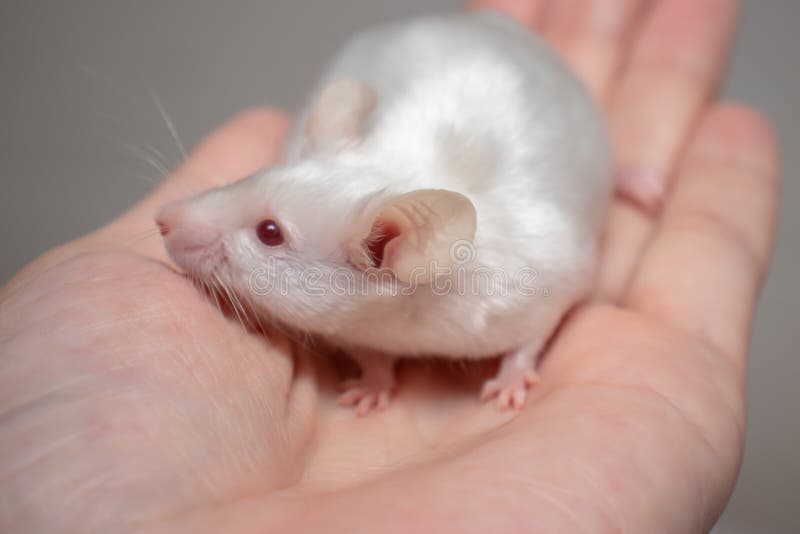 Little Pretty Cute White Laboratory Mouse on a Hand Close Up Stock ...
