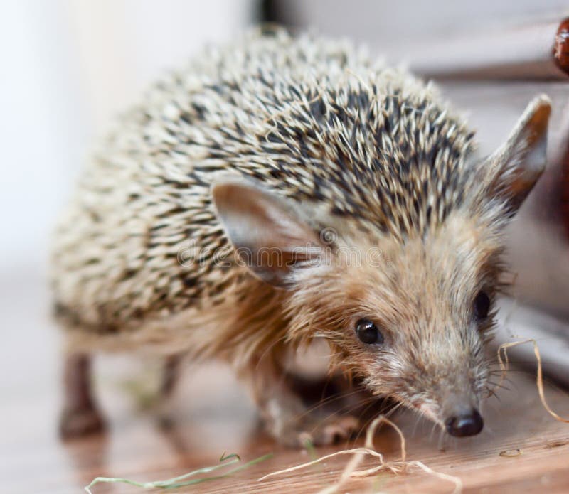 Little prickly hedgehog stock image. Image of young, protection - 98391707