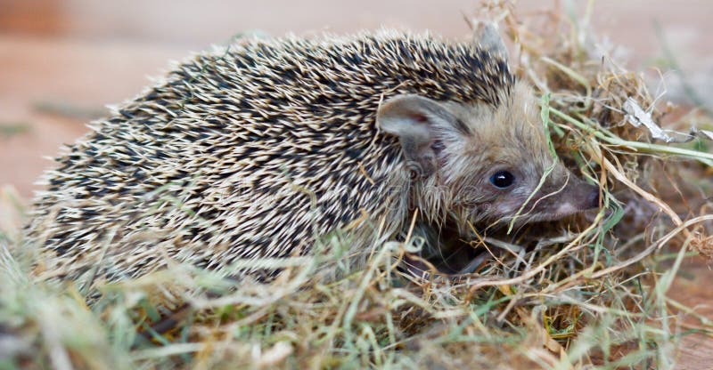 Little prickly hedgehog stock image. Image of young, porcupine - 98391771