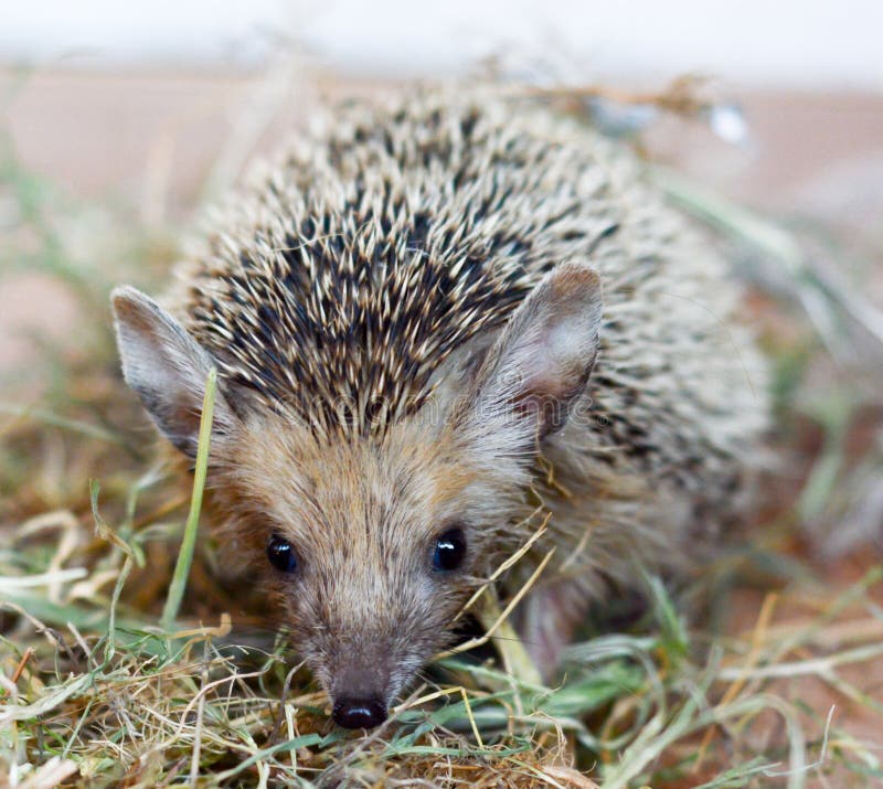 Little prickly hedgehog stock photo. Image of body, eyes - 98392226