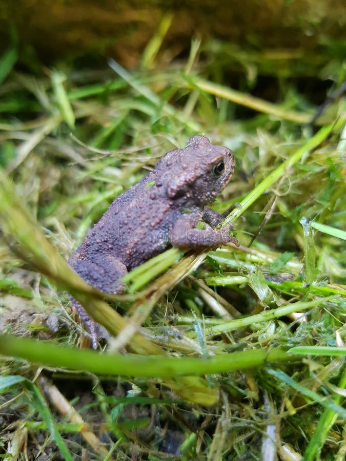 Little Prince stock image. Image of prince, animal, nature - 100511395