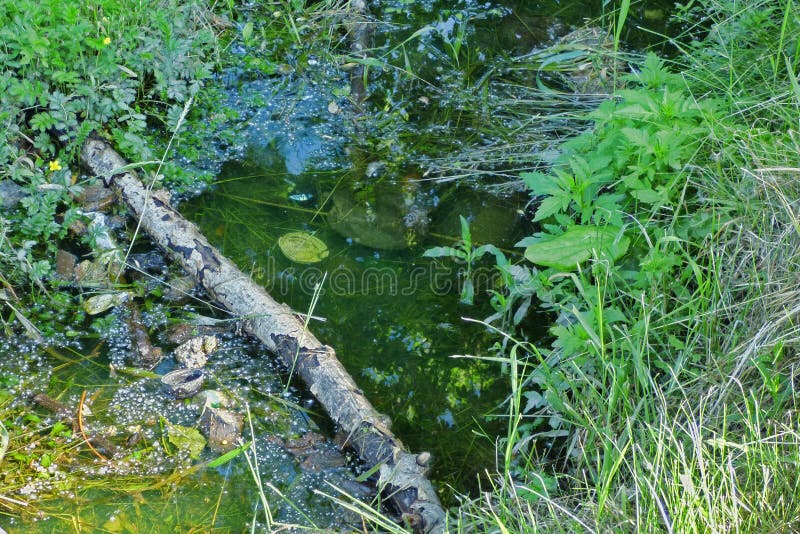 Little Puddle with Dark Water among Grass and Leaves. Soft Focus Stock ...