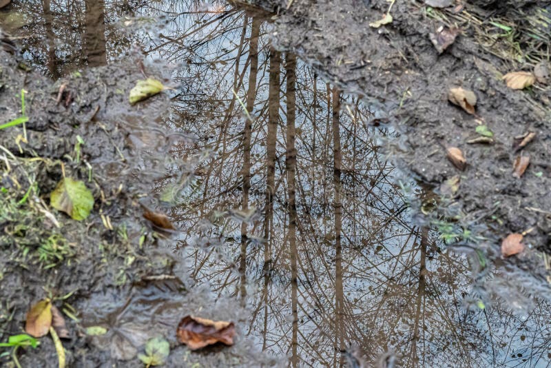 Little Puddle after Rain with Reflections of Tree Stock Photo - Image ...