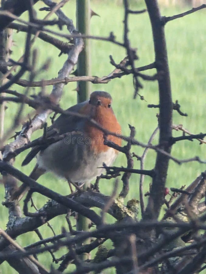 Puffball Robin Stock Photos - Free & Royalty-Free Stock Photos from ...