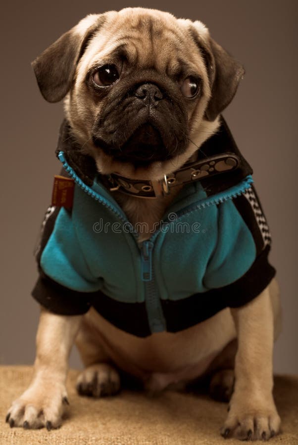 Little pug stock photo. Image of little, photograph, jacket - 7894696