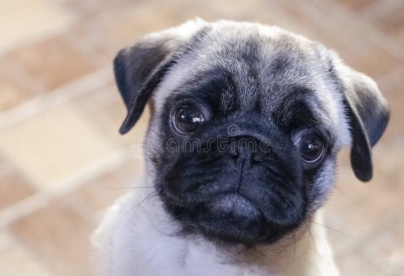 Little sad pug stock photo. Image of portrait, funny - 134979932