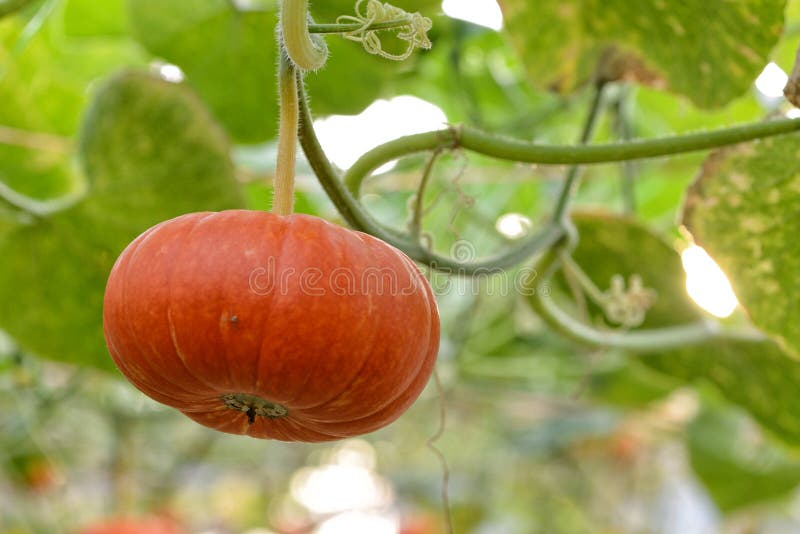 Little pumpkin stock photo. Image of harvest, fall, farm - 64320526