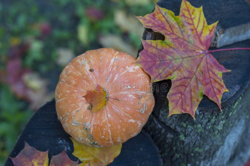 Little Pumpkin on a Stump in Leaves Stock Photo - Image of design ...