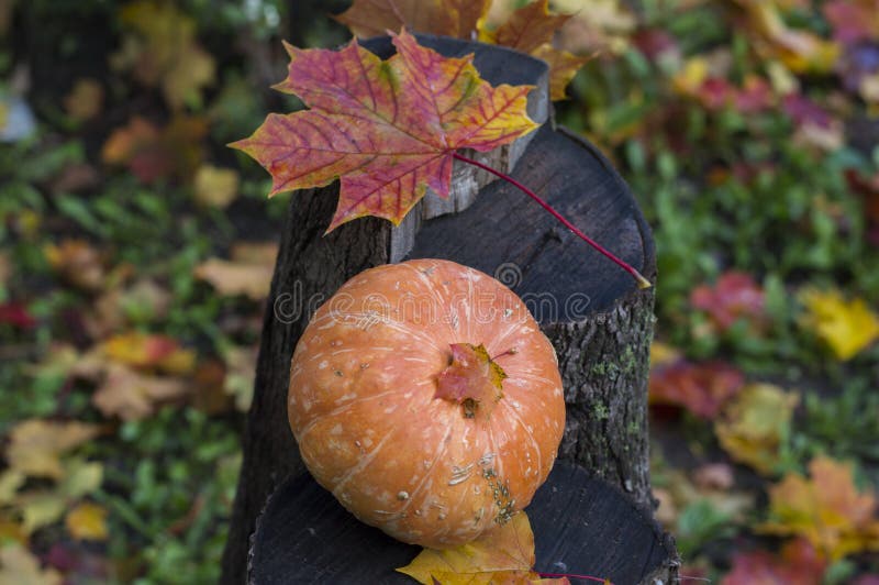 Little Pumpkin on a Stump in Leaves Stock Image - Image of fall ...