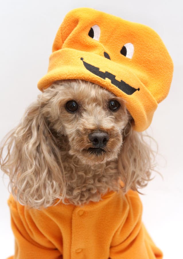 1,185 Poodle Costume Stock Photos - Free & Royalty-Free Stock Photos ...