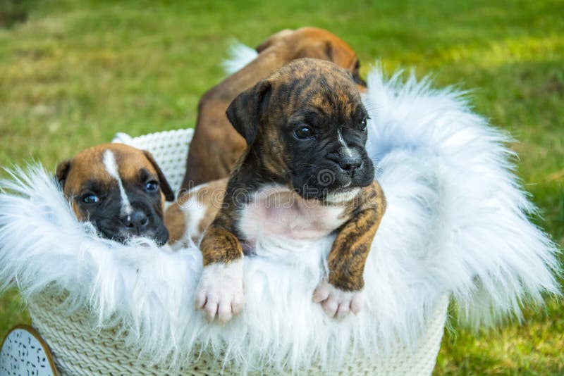 Little Puppies of Boxers in the Basket Stock Image - Image of domestic ...