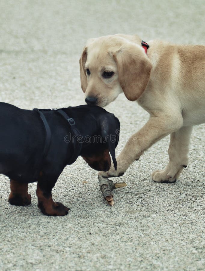 Dogs playing ever stock photo. Image of puppies, playing - 110359854