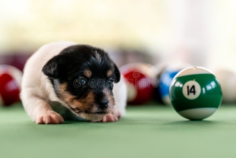 Little Puppies on the Pool Table among Billiard Balls Stock Photo ...