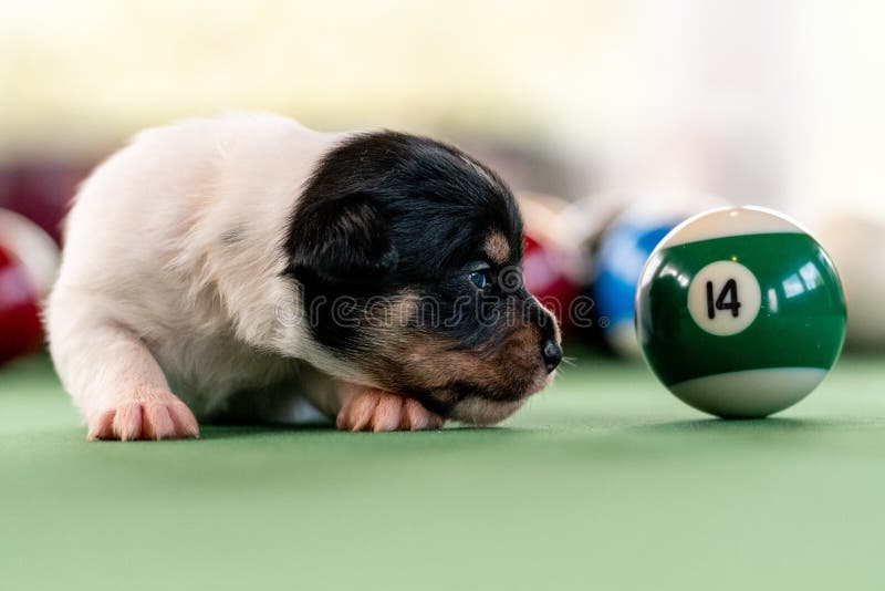 Little Puppies on the Pool Table among Billiard Balls Stock Photo ...