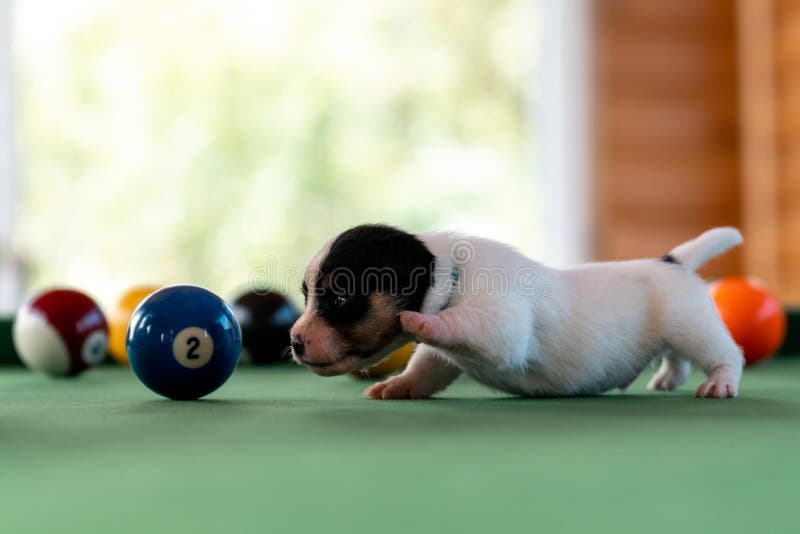 Little Puppies on the Pool Table among Billiard Balls Stock Image ...