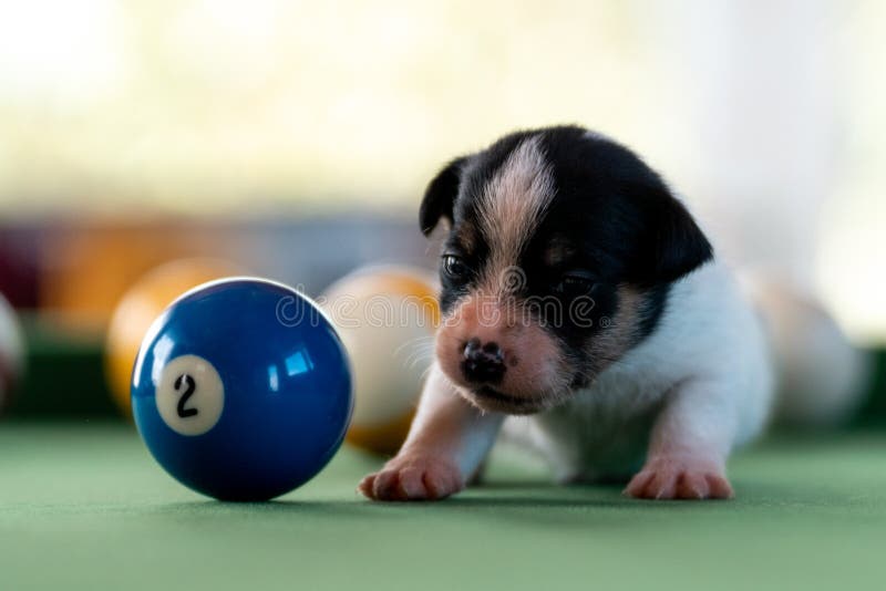 Little Puppies on the Pool Table among Billiard Balls Stock Image ...