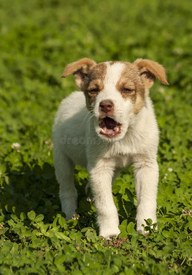 Little dog barking stock photo. Image of animal, hair - 6362946