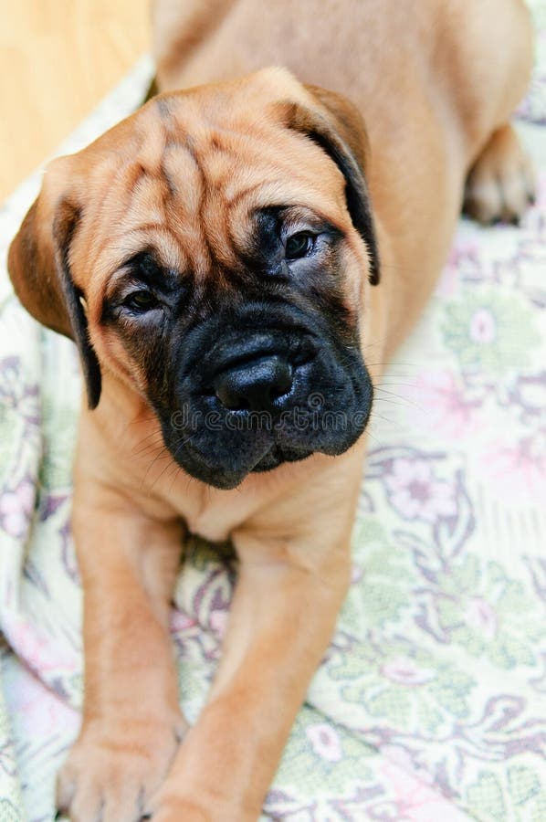 Little puppy bullmastiff stock photo. Image of brown - 26242580