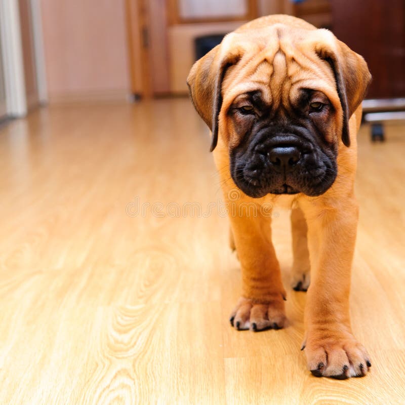 Little puppy bullmastiff stock photo. Image of flat, playful - 26243176