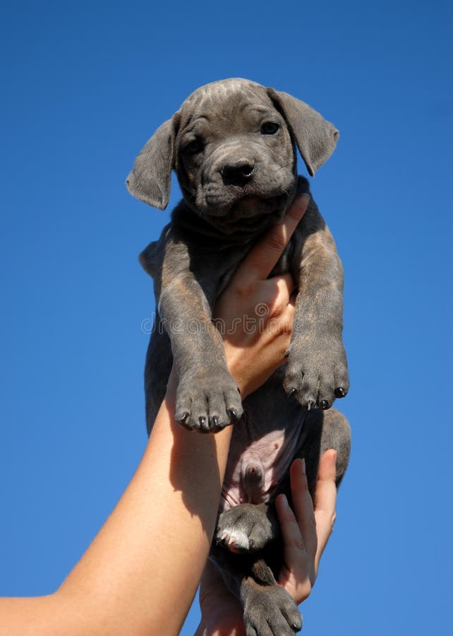 Little puppy cane corso stock photo. Image of purebred - 3279654