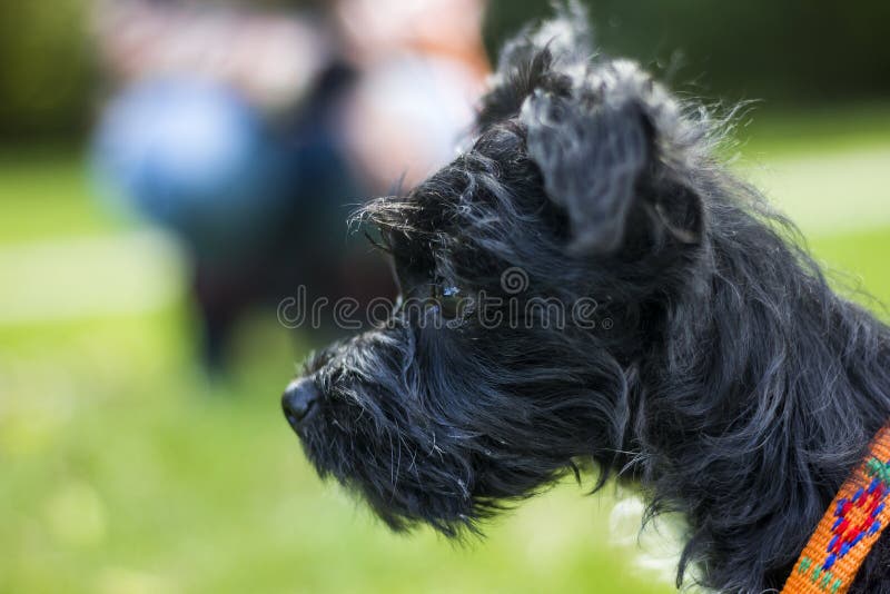 Little puppy close up stock photo. Image of light, look - 62603608