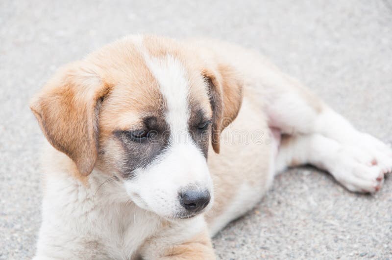 The little puppy dog stock photo. Image of funny, puppy - 59680658