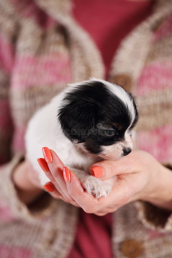 Little puppy in hands stock photo. Image of beauty, papillon - 67513944