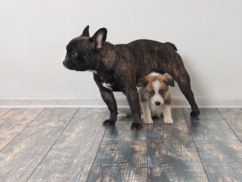 A Little Puppy Hiding Under a Big Dog Stock Photo - Image of protection ...
